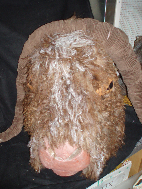 INUK musk ox head - Props Inventory